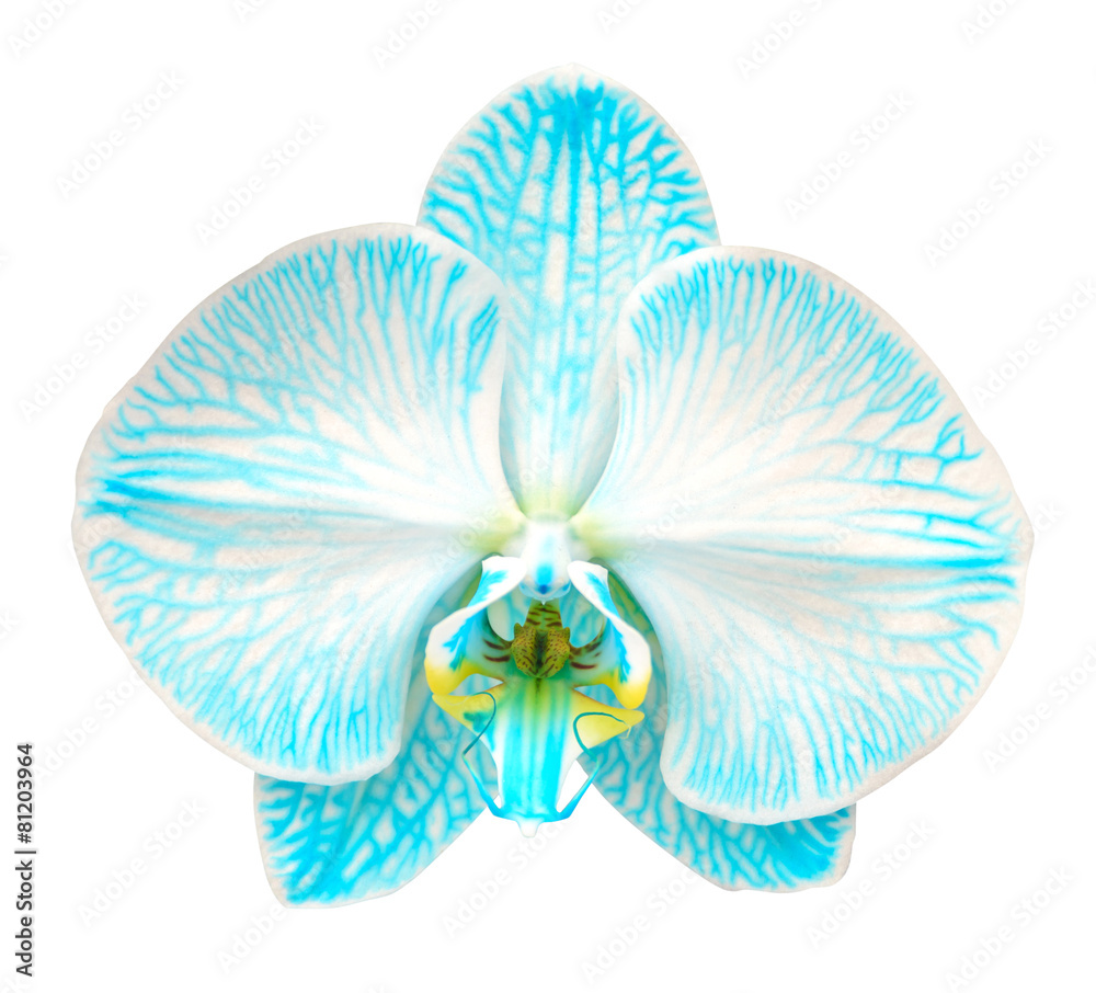 orchid flowers isolated on white background with clipping path Stock ...