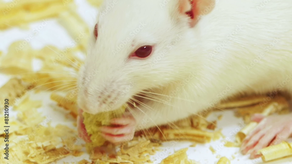 White Lab Rat Eating Close Up Stock Video | Adobe Stock