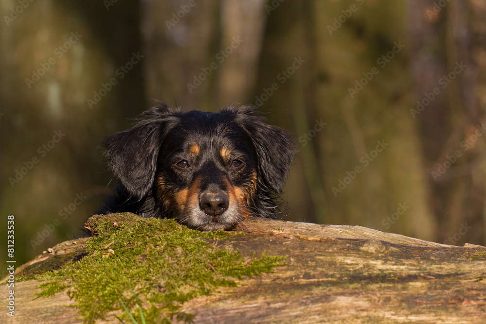 Ein Hund liegt mit dem Kopf auf einem Baumstamm Stock-Foto | Adobe Stock