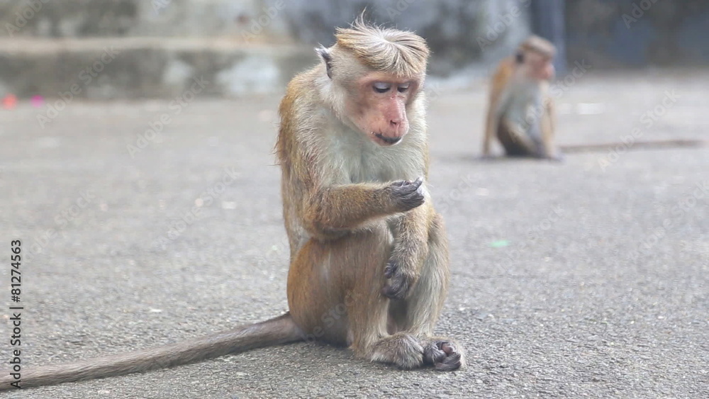 Monkey near the Golden Temple of Dambulla. The Golden Temple of ...