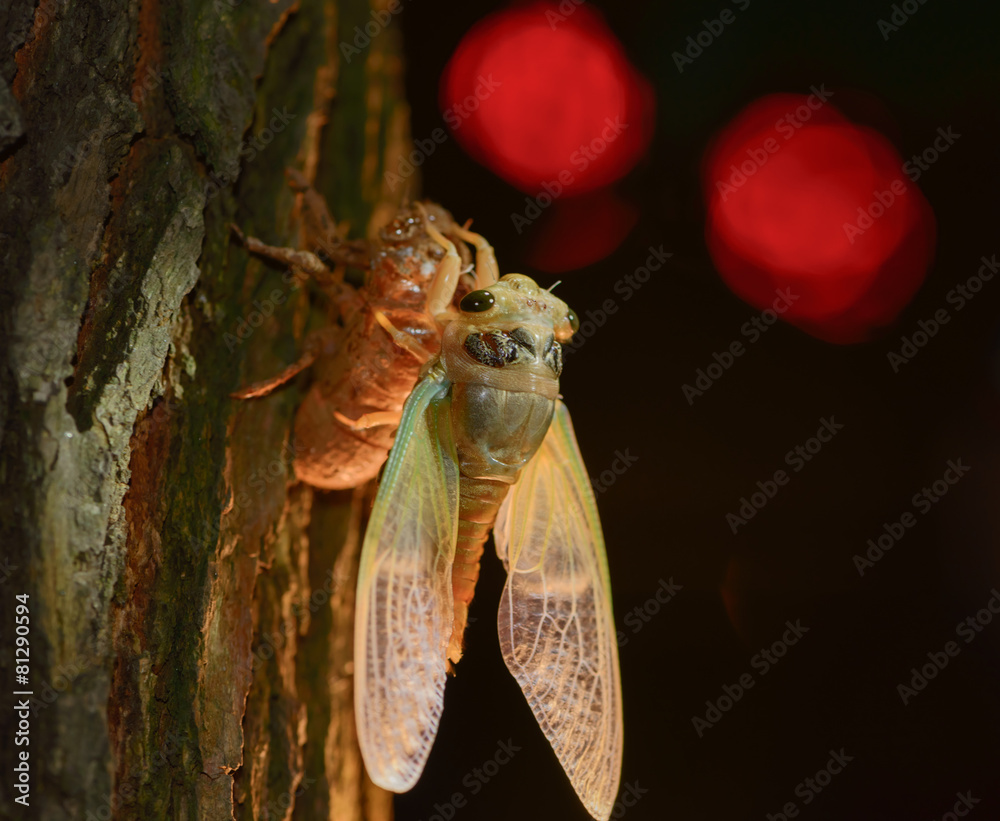 Cicada hatching Stock Photo | Adobe Stock