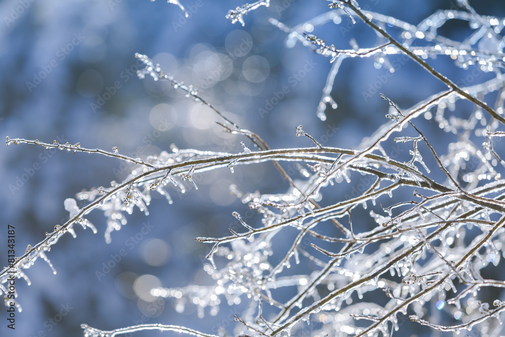 Frozen in the ice tree branches Stock Photo | Adobe Stock