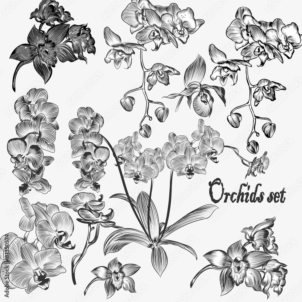 Collection of vector detailed orchid flowers Stock Vector | Adobe Stock