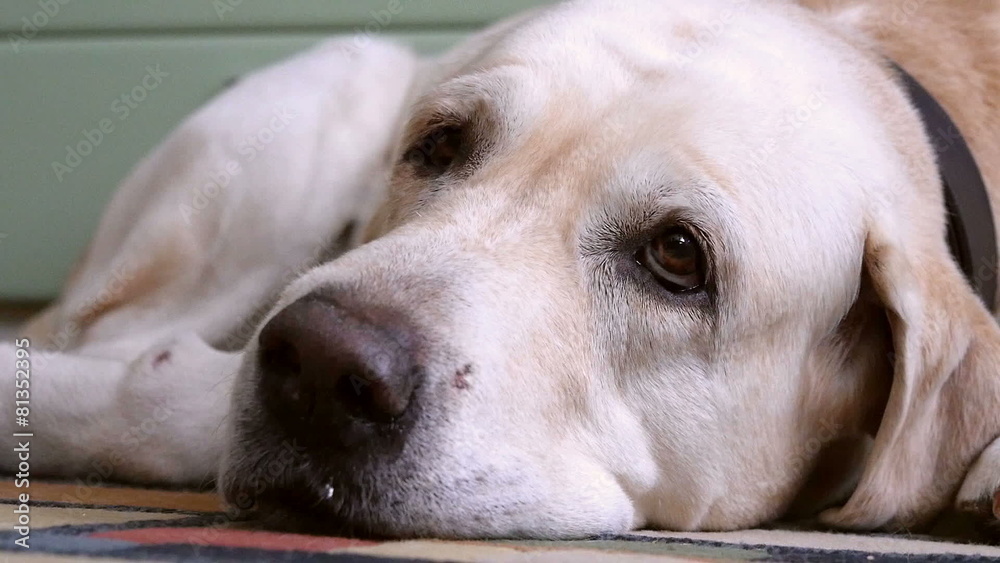 Labrador Retriever house Stock Video | Adobe Stock