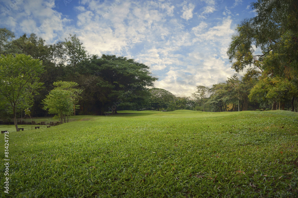 Green grass field in city park, evening Stock Photo | Adobe Stock