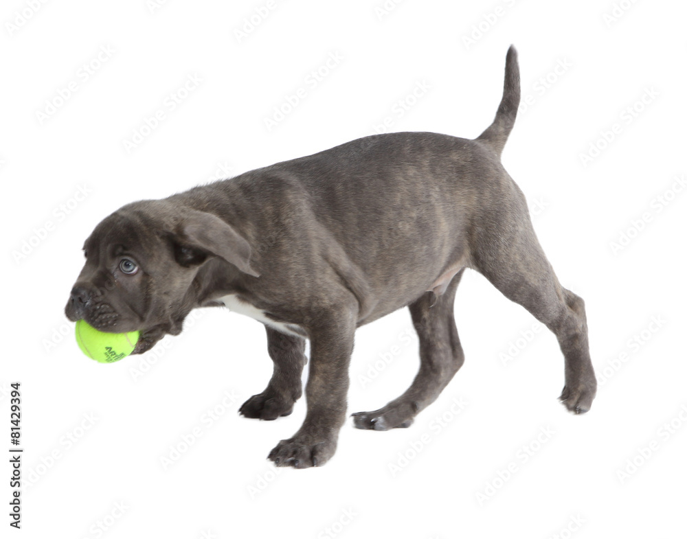 Pies rasy Cane-corso Stock Photo | Adobe Stock