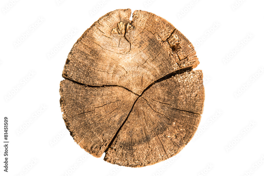 Baumstamm Holz Stock-Foto | Adobe Stock