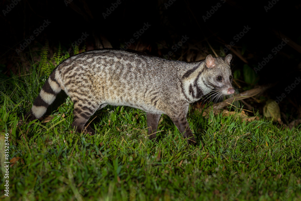 Nocturnal animals Large indian civet (Viverra zibetha) foto de Stock ...