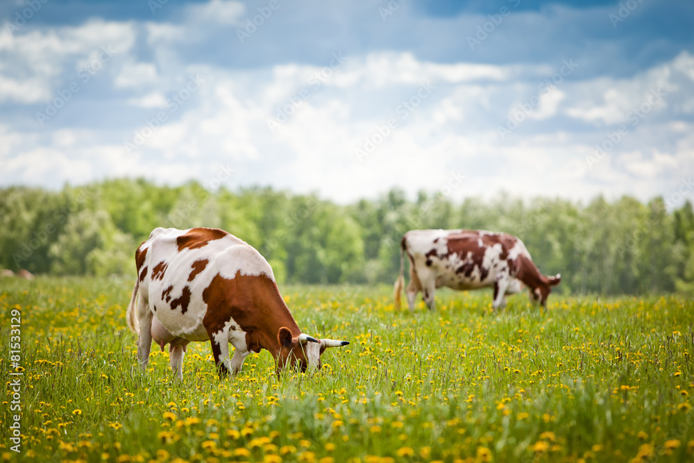 Cows In A Field Stock Photo | Adobe Stock