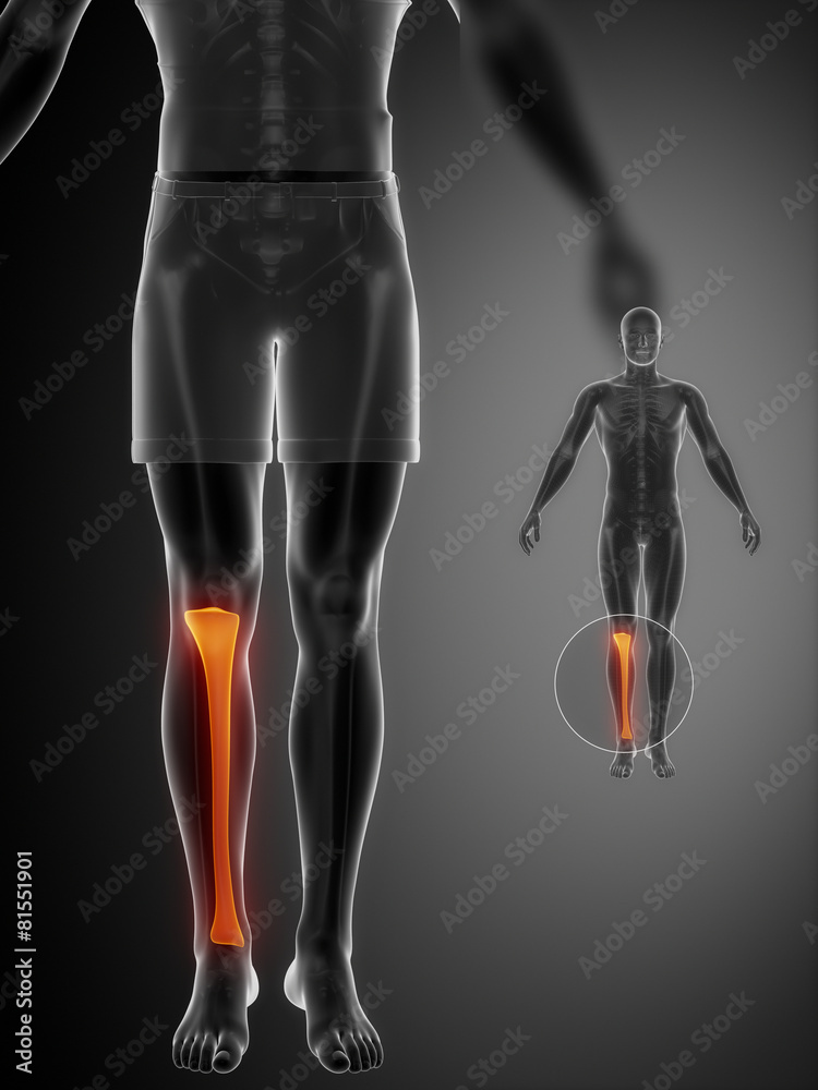 Tibia anatomy medical scan Stock Illustration | Adobe Stock