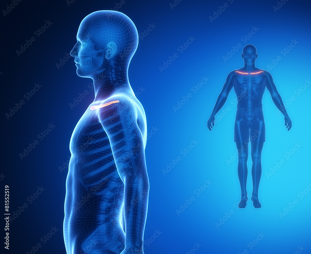CLAVICLE bone anatomy x-ray scan Stock Illustration | Adobe Stock
