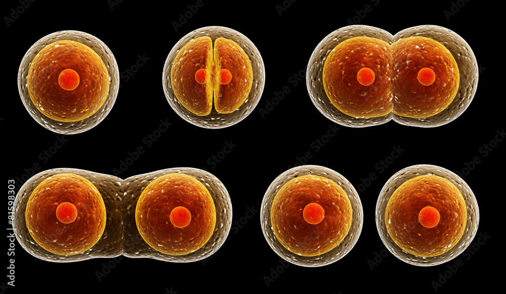 Process division of cell Stock Illustration | Adobe Stock