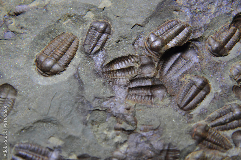 trilobite fossil as very nice background Stock Photo | Adobe Stock