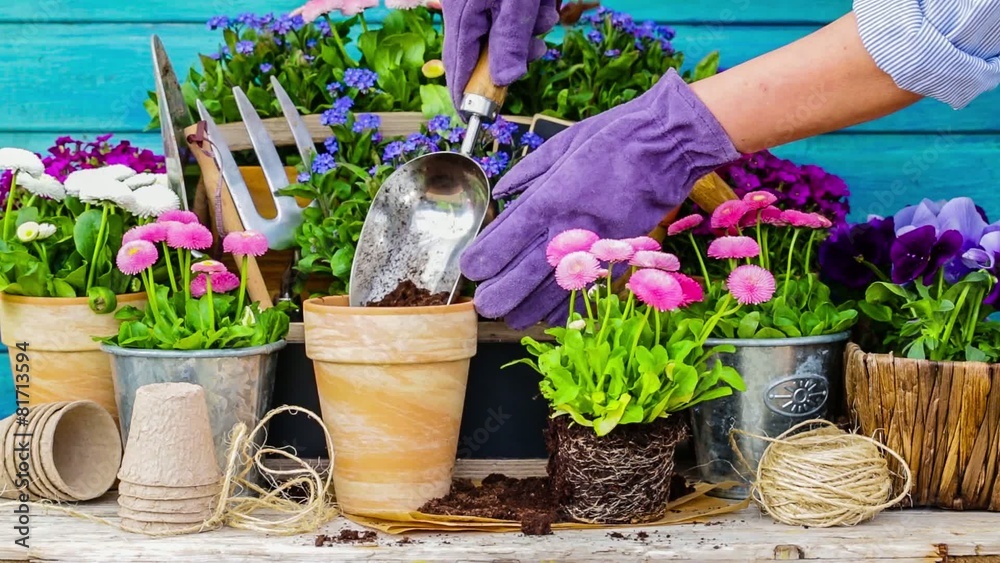 Work in the garden, planting and watering flowers Stock Video | Adobe Stock
