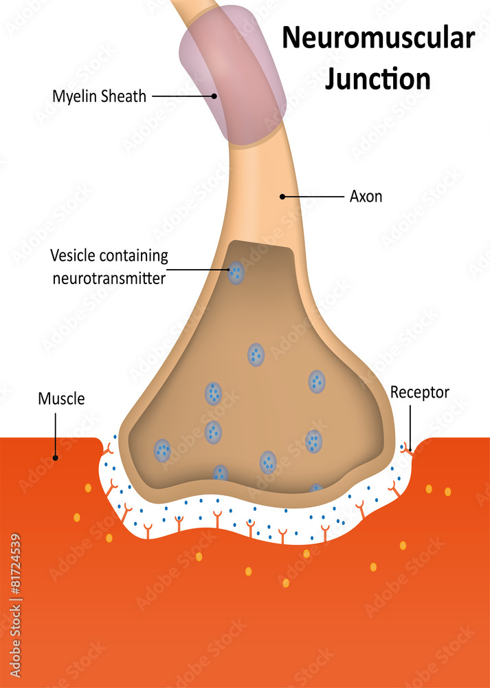 Neuromuscular Junction Labeled Diagram Stock Illustration | Adobe Stock
