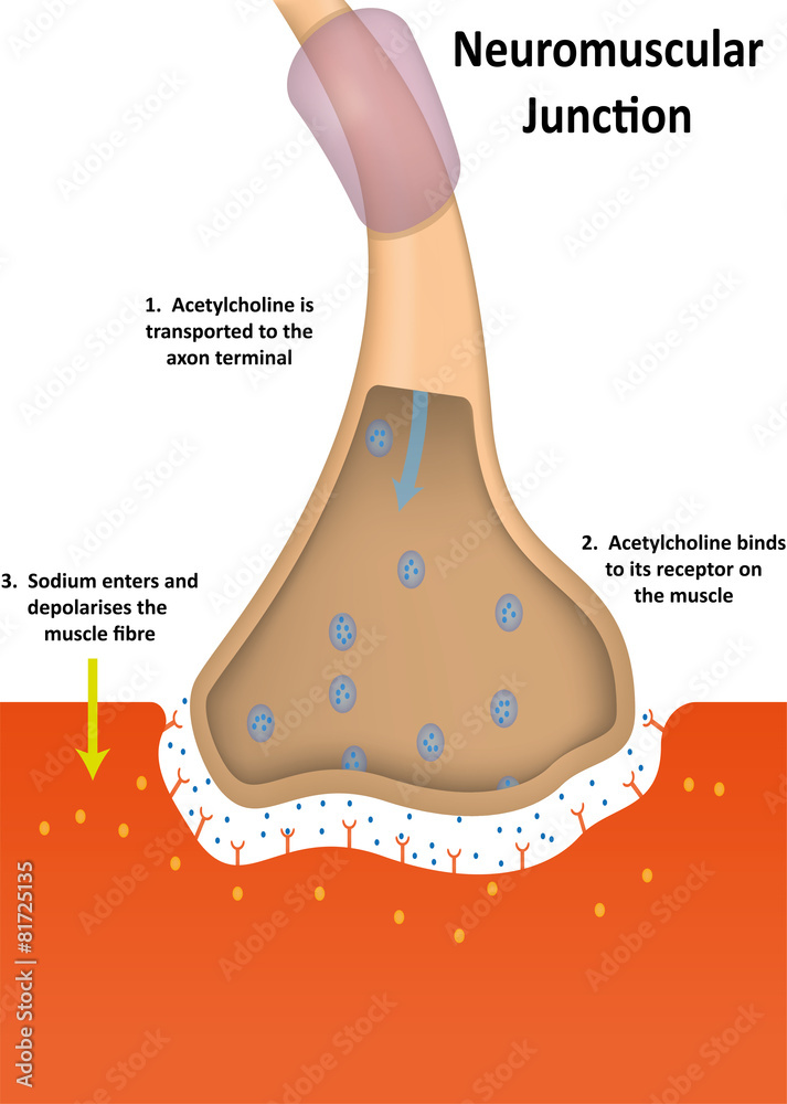 Neuromuscular Junction Physiology Stock Illustration | Adobe Stock