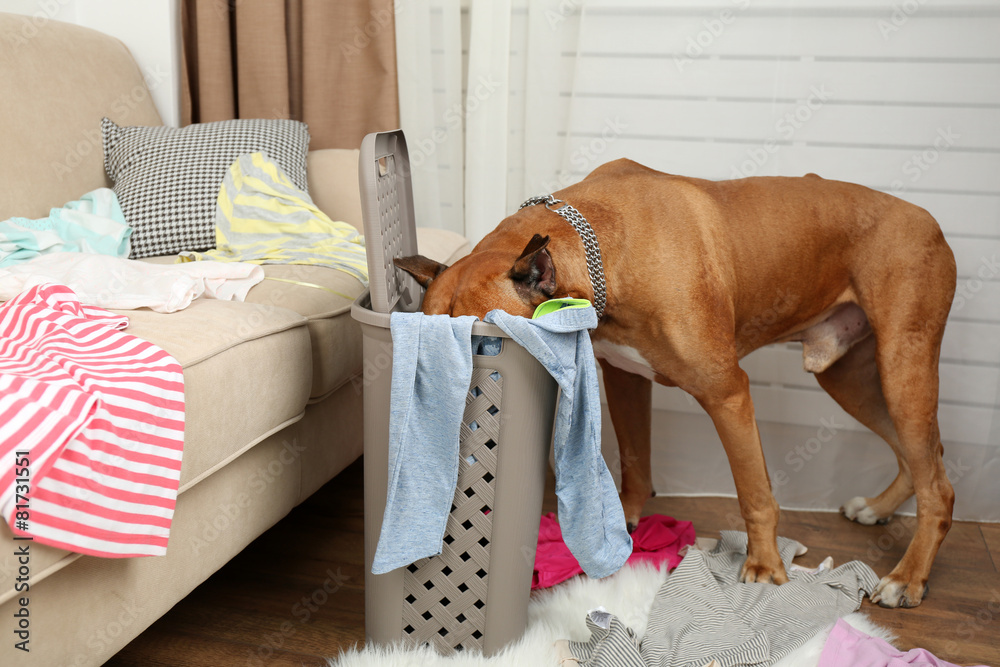 Dog demolishes clothes in messy room Stock Photo | Adobe Stock