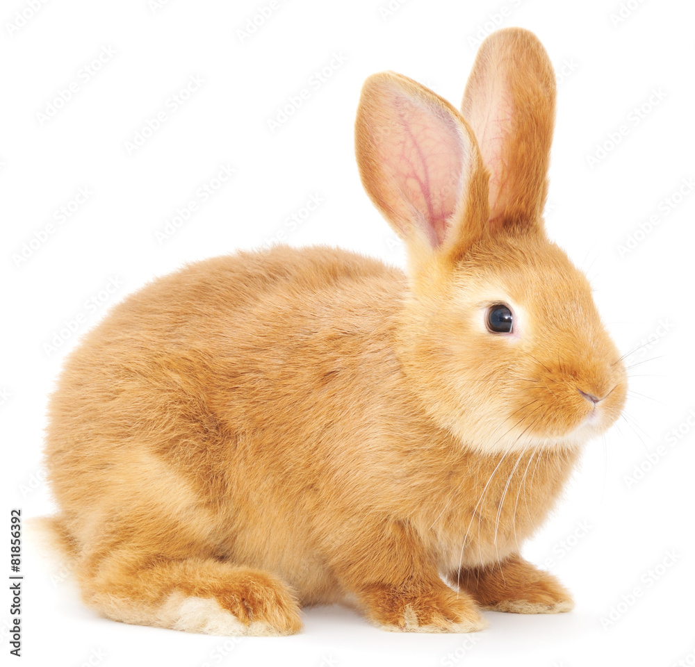 Rabbit Stock Photo | Adobe Stock