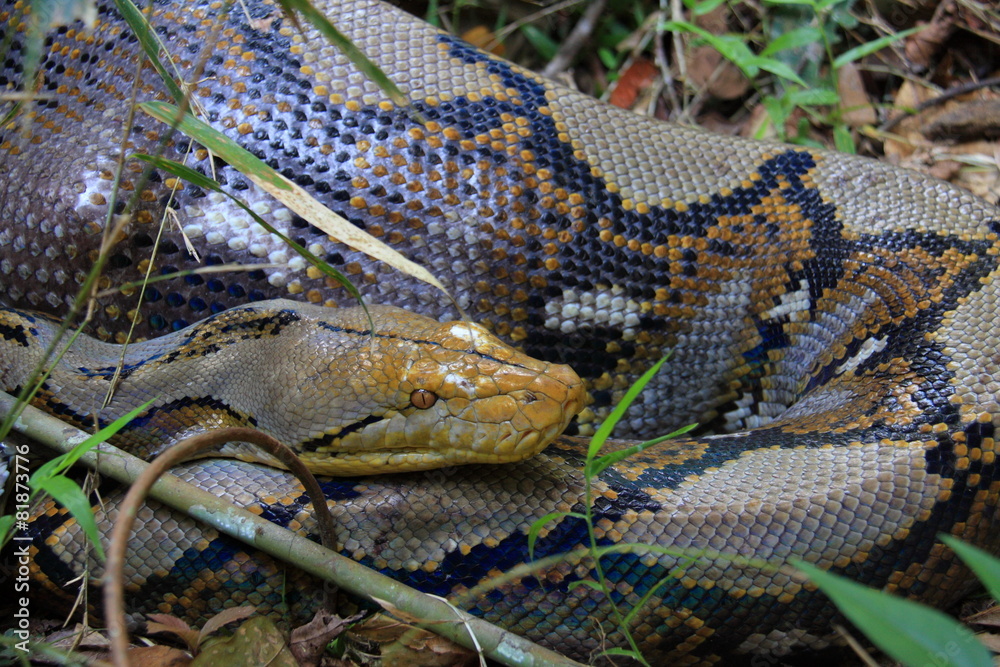 Reticulated python (Python reticulatus) in Thailand Stock Photo | Adobe ...
