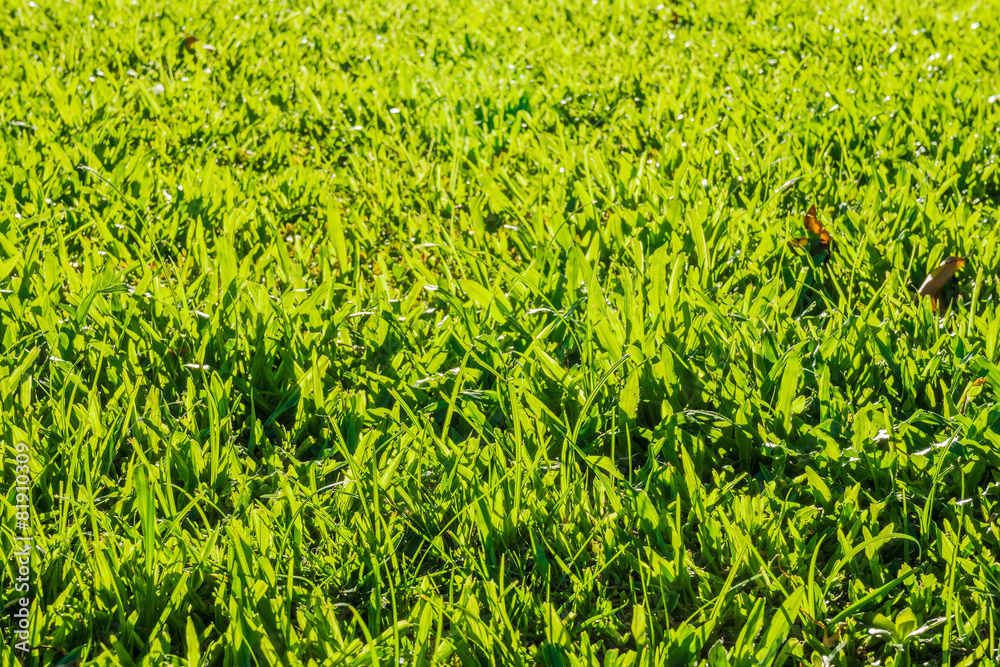 Axonopus Compressus Lawn