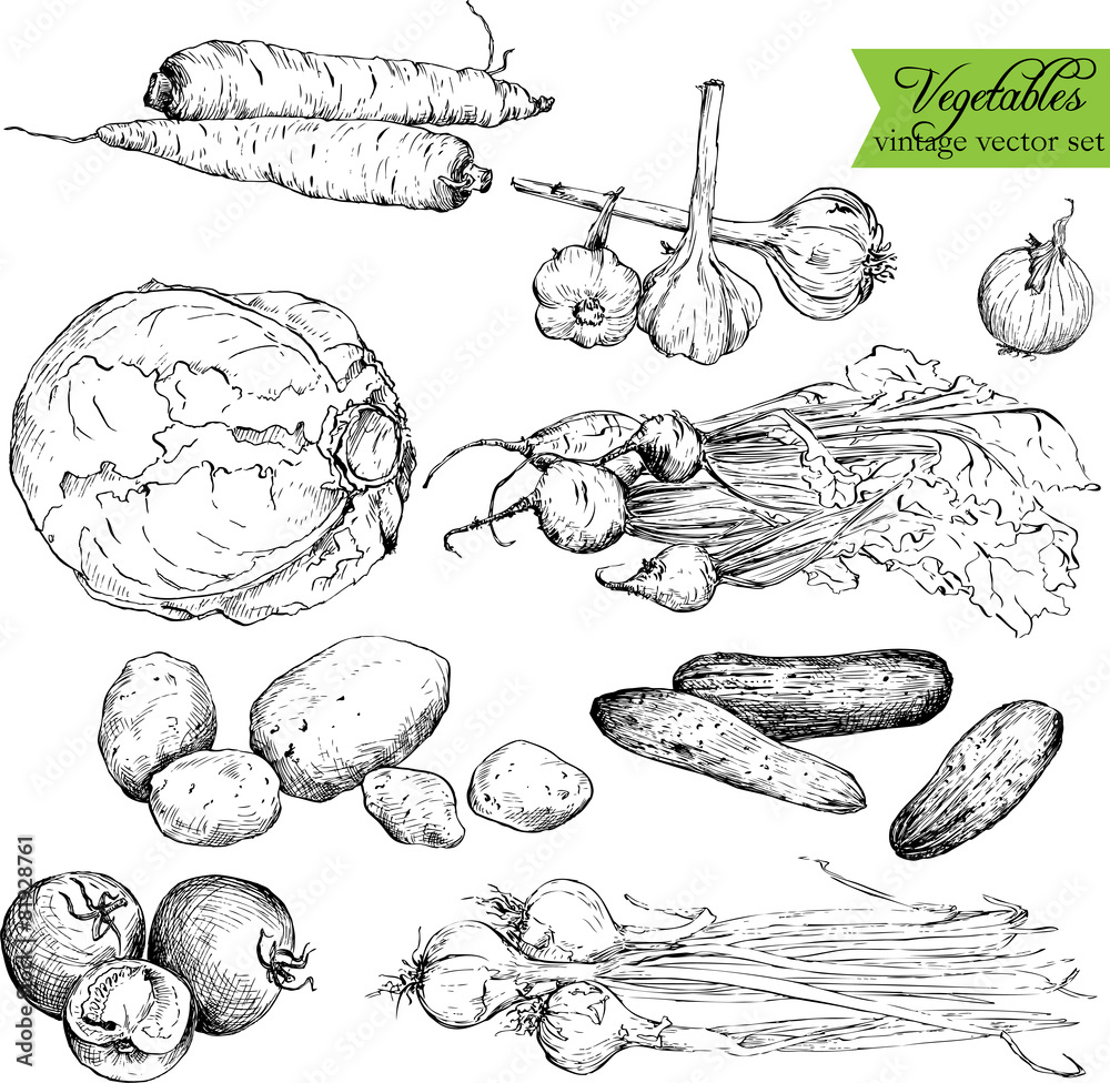 Set of ink drawing vegetables Stock Vector | Adobe Stock