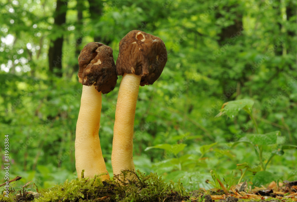 Verpa conica, known as the bell morel Stock Photo | Adobe Stock