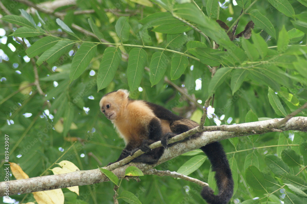 capucin Stock Photo | Adobe Stock