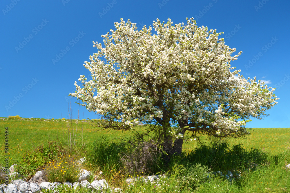 Foto Stock Albero di pero selvatico in fiore | Adobe Stock