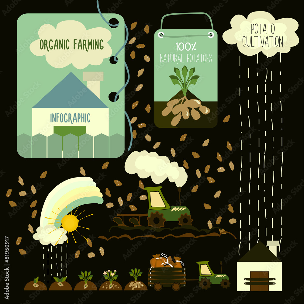 Potato cultivation, infographics. Stock Vector | Adobe Stock