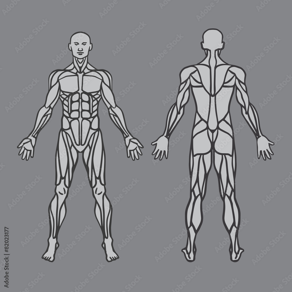 Anatomy of male muscular system. Human muscles Stock Vector | Adobe Stock