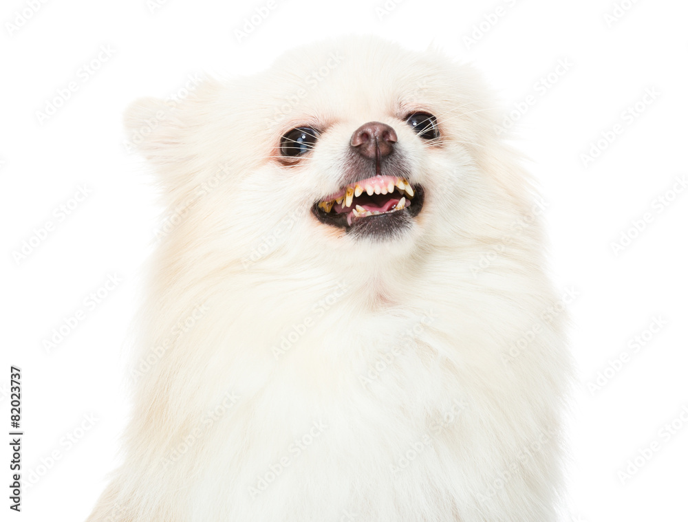 Pomeranian dog feeling angry Stock Photo | Adobe Stock