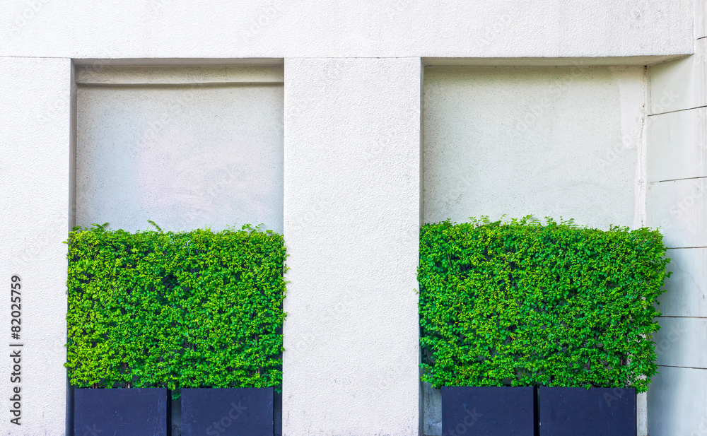 The exterior design of Murraya paniculata tree in flowerpot Stock Photo ...
