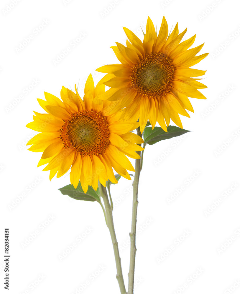 Two Sunflowers isolated on a white background. Stock Photo | Adobe Stock