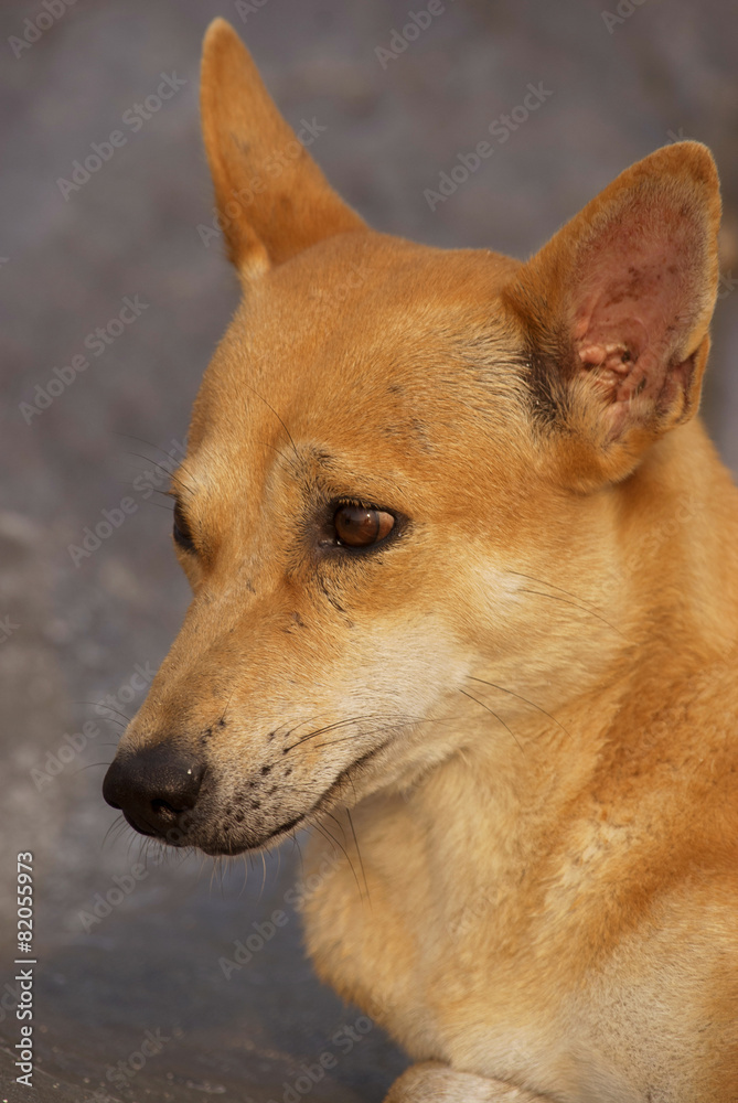 dog Stock Photo | Adobe Stock