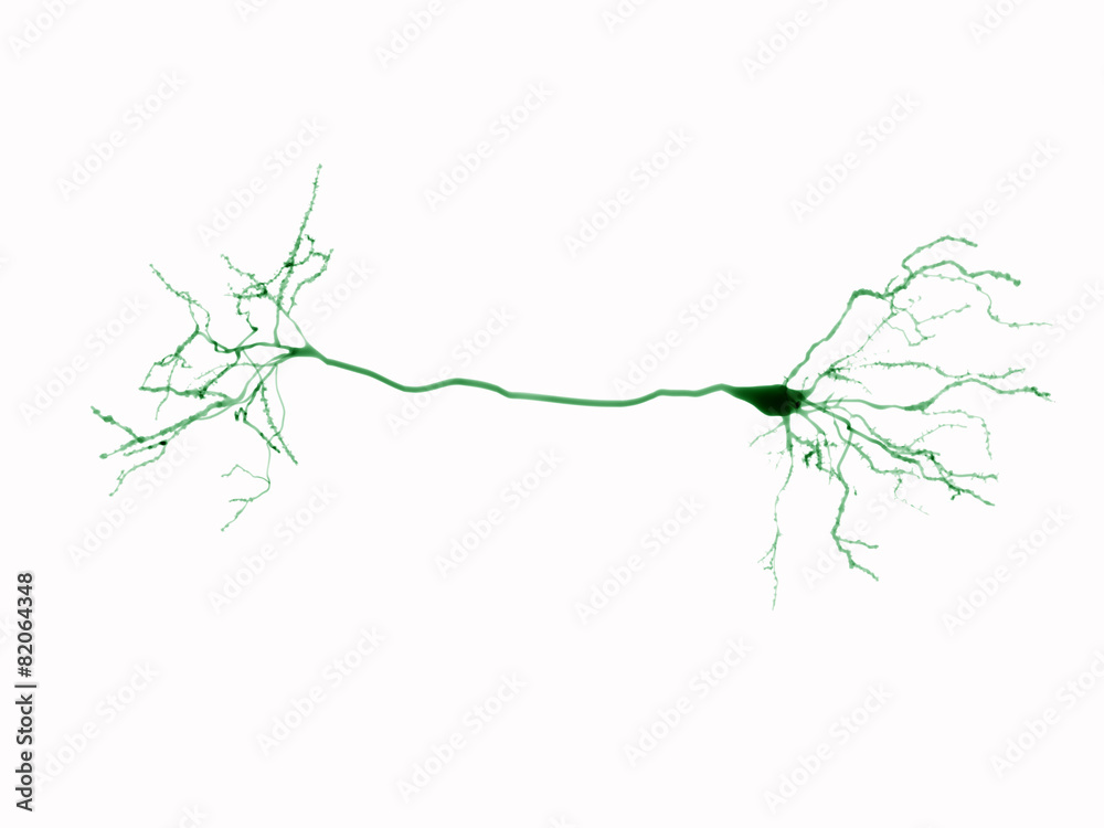 Pyramidal neuron Stock Illustration | Adobe Stock