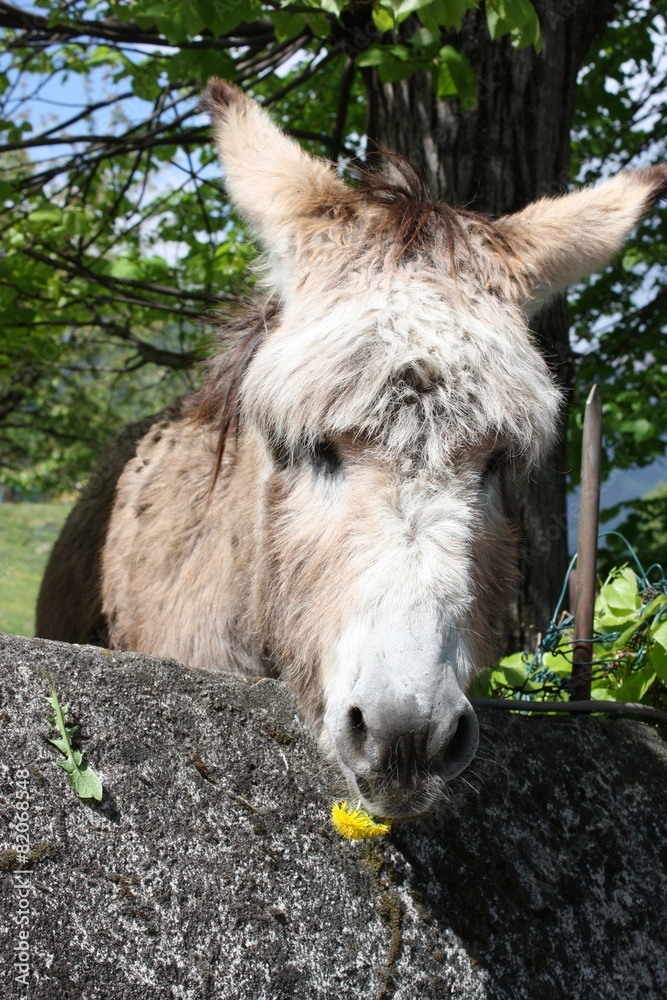 Alles Liebe für Dich! - Hübscher Esel mit gelber Blume Stock-Foto ...