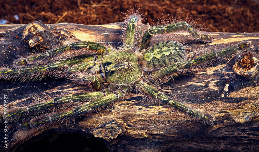 Poecilotheria Rufilata