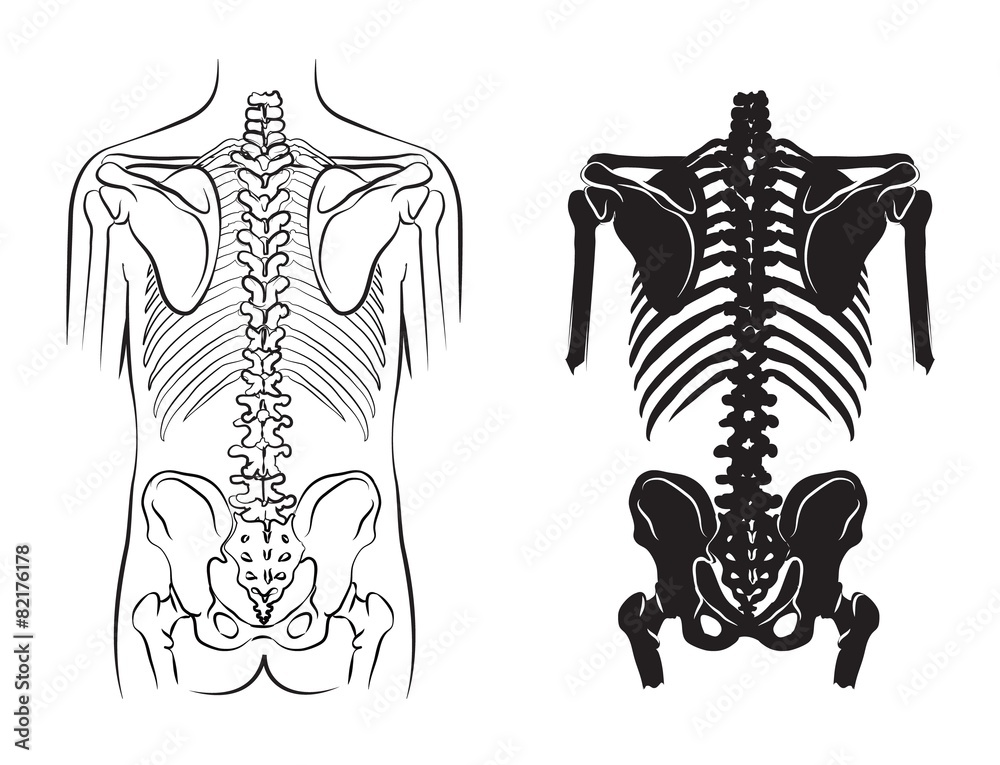 human bone anatomy Stock Vector | Adobe Stock