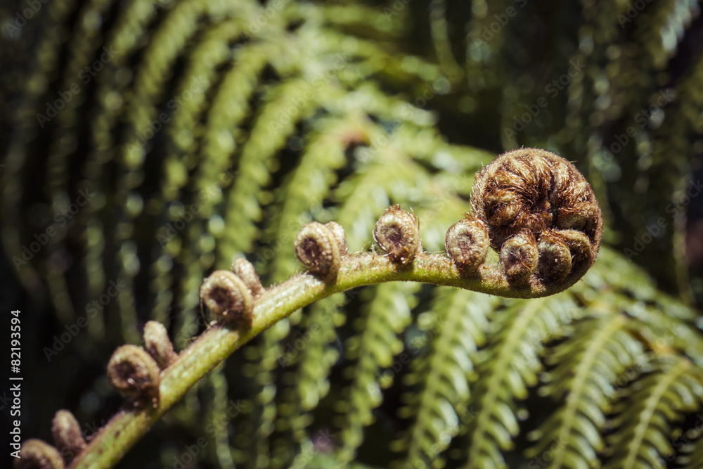 Unravelling fern frond closeup, one of New Zealand symbols. Stock Photo ...