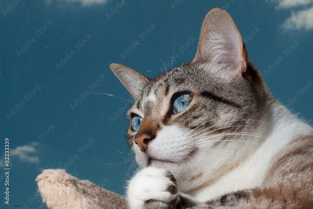 gato e céu azul Stock Photo | Adobe Stock