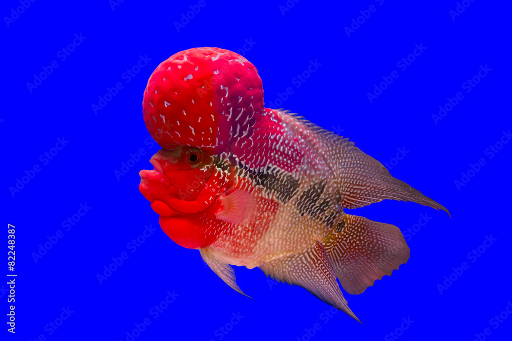 Flower horn fish series Stock Photo | Adobe Stock