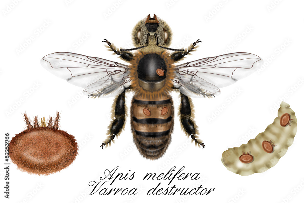 bees, varroa destructor Stock-Illustration | Adobe Stock