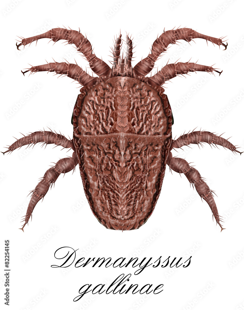 dermanyssus gallinae, mite Stock Illustration | Adobe Stock
