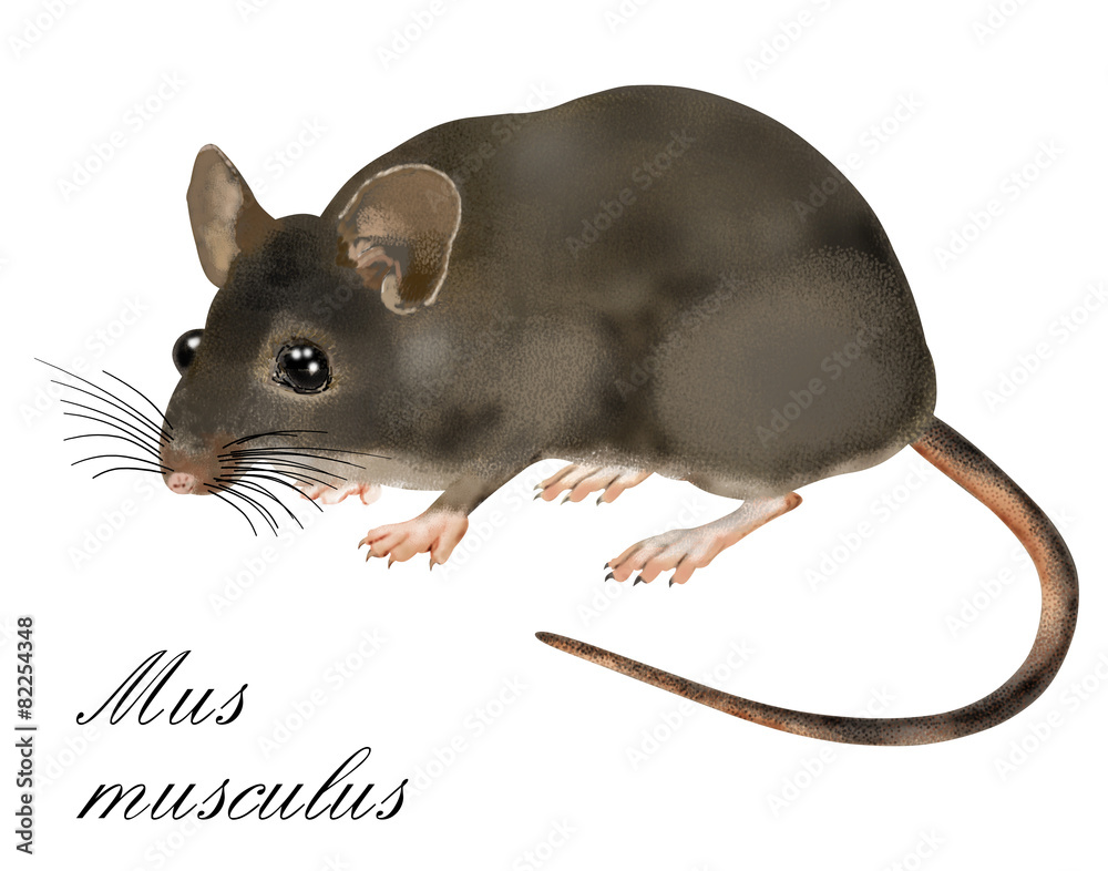 mus musculus, mouse Stock Illustration | Adobe Stock