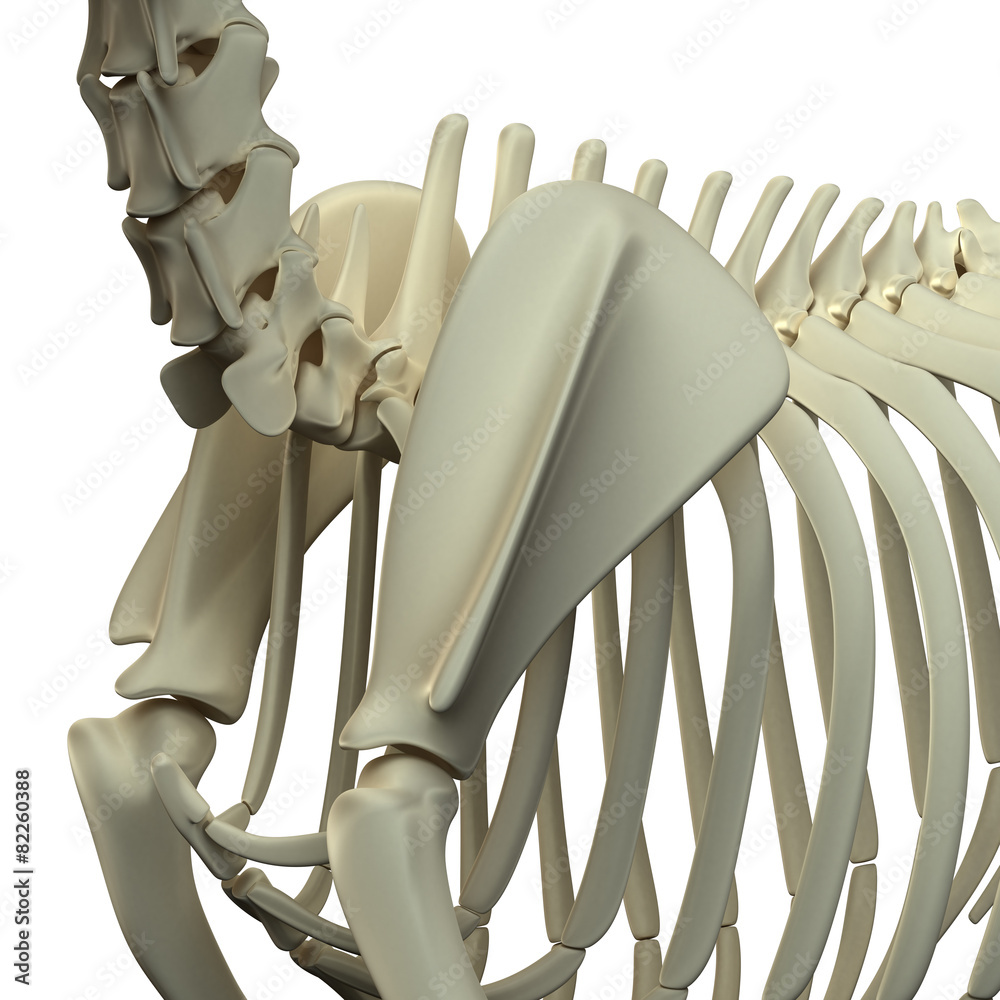 Dog Scapula Anatomy - Anatomy of a Canine Scapula Stock Illustration ...