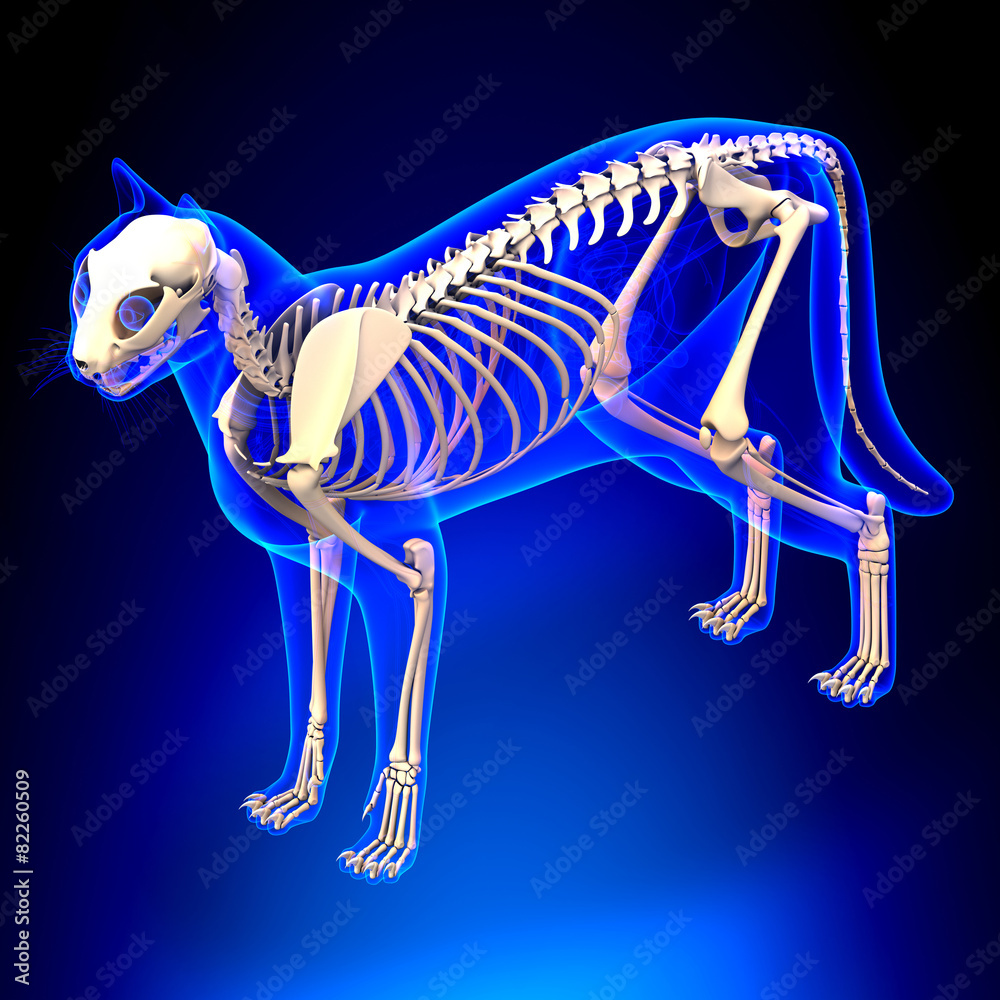 Cat Skeleton Anatomy - Anatomy of a Cat Skeleton - perspective v Stock ...