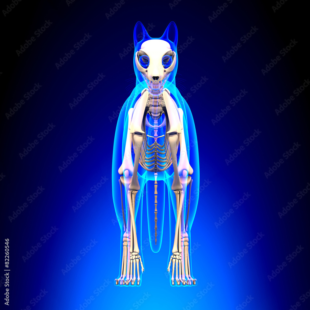 Cat Skeleton Anatomy - Anatomy of a Cat Skeleton - front view Stock ...
