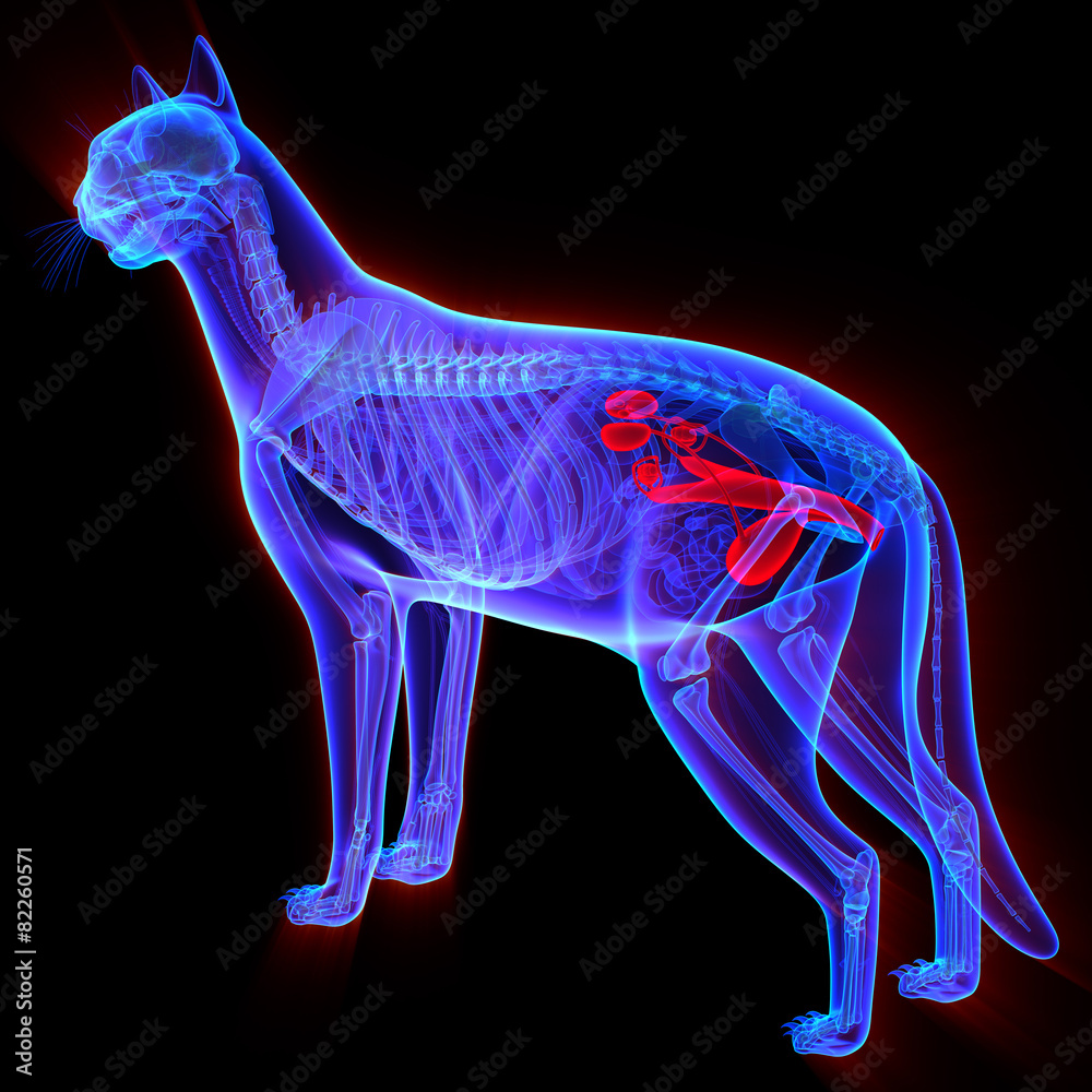 Cat Urogenital System - Felis Catus Anatomy - isolated on black Stock ...