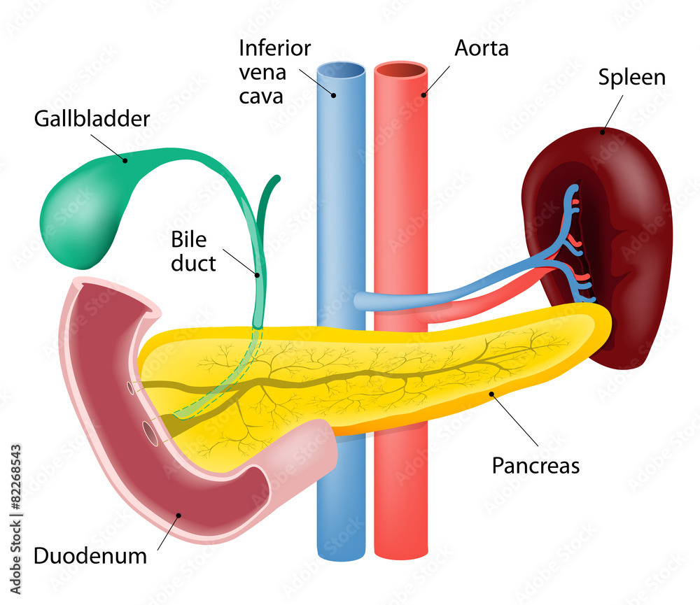 Spleen and pancreas Stock Vector | Adobe Stock