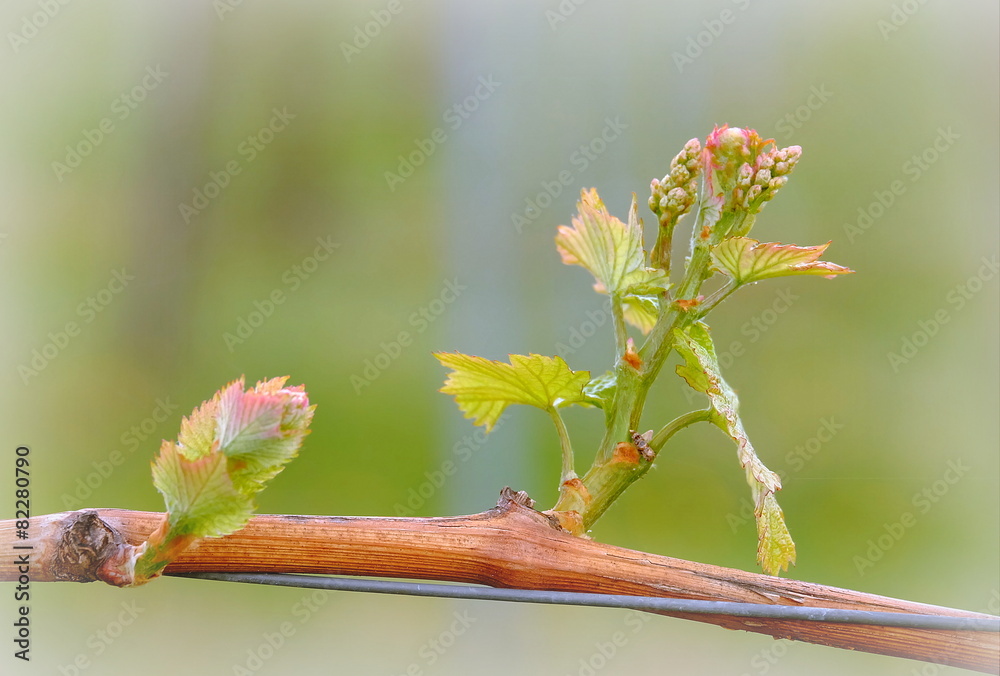 alter Rebstock Stock-Foto | Adobe Stock